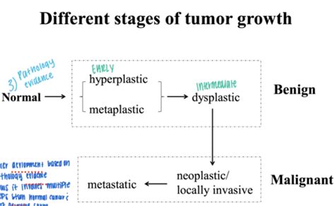 Cancer Bio Exam 3 Ch 11 Flashcards Quizlet