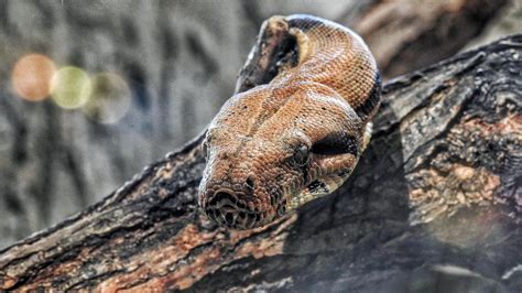 Ball Python Snake Graphic