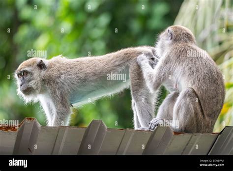 Female Long Tailed Macaques Macaca Fascicularis Grooming Each Other