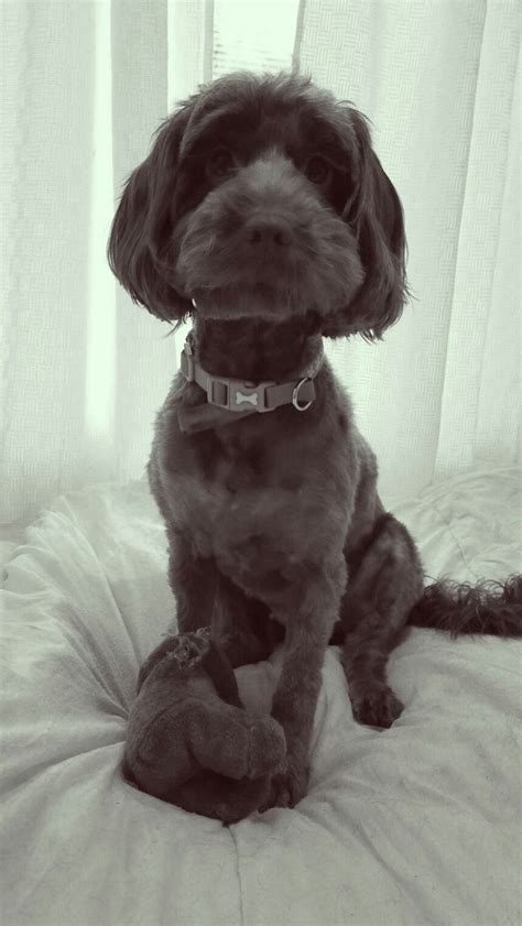 Cockapoo Daisy Cockapoo Animals Dogs