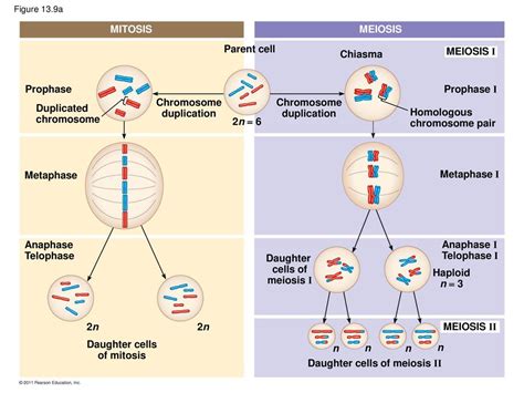 Meiosis And Sexual Life Cycles Ppt Download