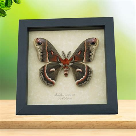 Hyalophora Cecropia Moth Male North American Silk Moth Framed