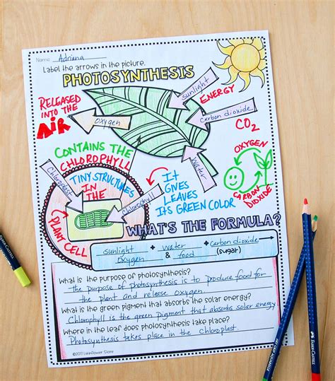 Pogil Photosynthesis Answer Key