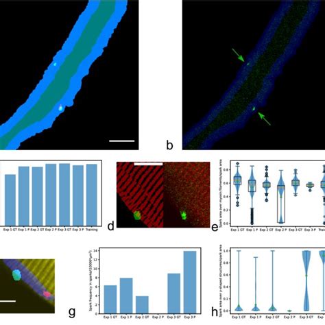 Translation Of Subcellular Structures To Fast Subcellular Signals A