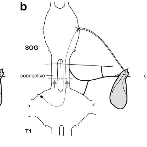 Schematics Showing The Different Nerves Studied In Axonal Tracing Schematics Showing The Different Nerves Studied In Axonal Tracing
