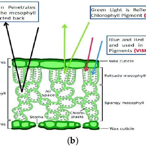 PDF Crop Classification For Agricultural Applications In Hyperspectral Remote Sensing Images