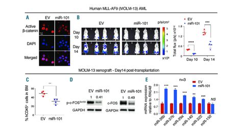 Mir 101 Reduces Tumor Burden In Human Mll Af9 Molm 13 Xenografts A Download Scientific
