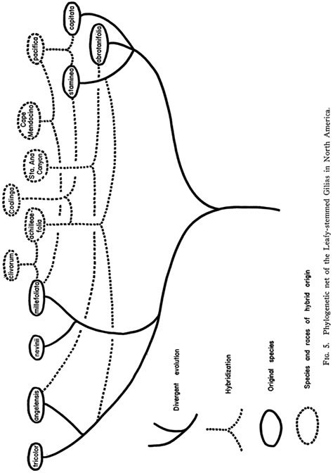 The Genealogical World Of Phylogenetic Networks Phylogenetic Networks