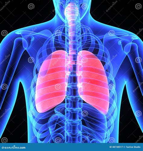 Pulmones Stock De Ilustración Imagen 48738517