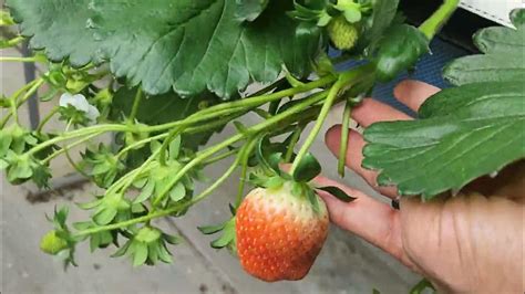 경북고령덕곡 221218일 설향딸기잿빛곰팡이병 점적관주 딸기꽃곰팡이 딸기탄저병 딸기흰가루 딸기생장촉진 손범규 010 7258 2666 농합 주 농업회사법인
