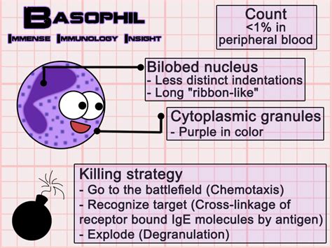 Immense Immunology Insight Basophils Simplified