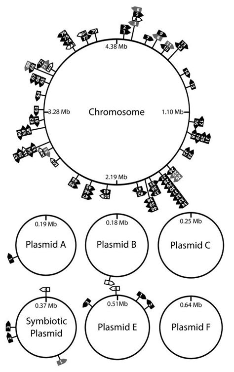 Genomic Map Of Ncrnas White Grey And Black Arrows Show The Location