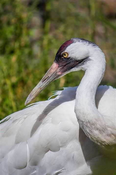 Whooping Crane Bird