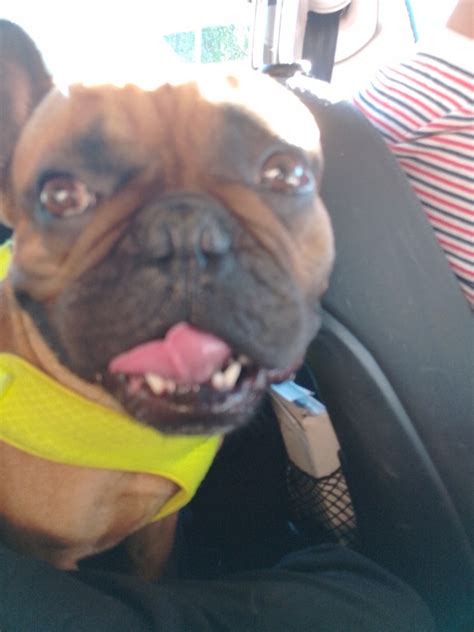 Создать мем английский бульдог бульдог собака французский бульдог собака Картинки Meme