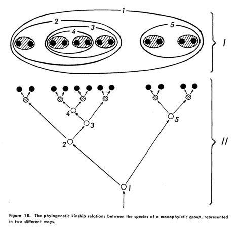 Palaeos Systematics Cladistics Phylogenetic Systematics