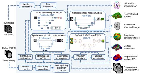 Nature Methods 刘河生课题组开发深度学习赋能的神经影像预处理管线 生物通