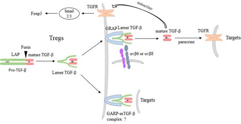 TGF β and GARP maintain homeostasis and function of Tregs TGF β is