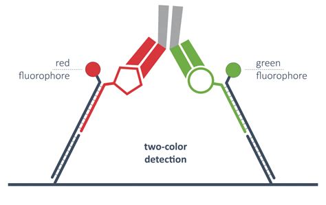 Switchsense® Dynamic Biosensors