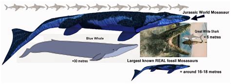 Mosasaur Size Jurassic World Big Blue Whale Jurassic World Trailer