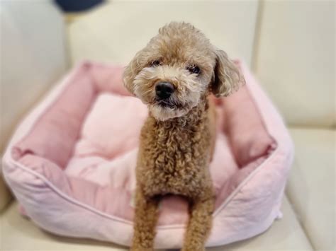 푸들 마루 하이랜드폴드책임분양 애완견책임분양 반려견책임분양 소형견키우는방법 중형견키우는방법 대형견키우는방법 미니비숑프리제키우는방법 토이푸들키우는방법 골든리트리버키우는방법