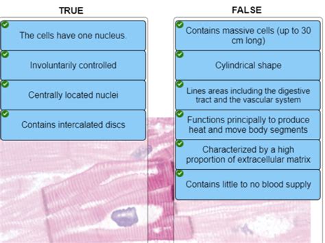 38 drag each label into the appropriate position to match the tissue
