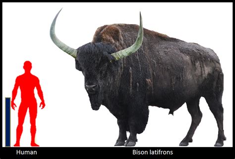 Bison Latifrons By Homero13 On Deviantart Artofit
