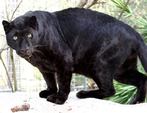 Black Panther Facts Big Cat Rescue Wild Cats In The Wild Our