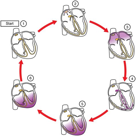 Cardiac Muscle And Electrical Activity · Anatomy And Physiology