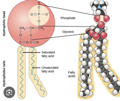 CBS Lipids And Membrane Structure Flashcards Quizlet