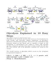 Glycolysis Explained: 10 Easy Steps to Understand Cellular | Course Hero