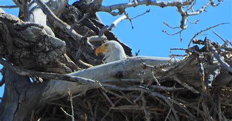 3 31 22 Eagle Duck Owl Woodpecker Woodies Album On Imgur