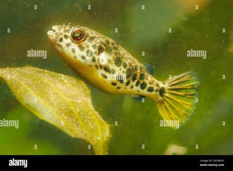 Congo Leopard Puffer