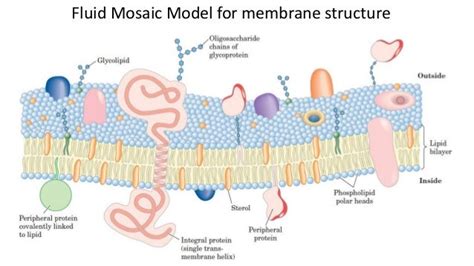 Structure And Composition Of Biomembranes