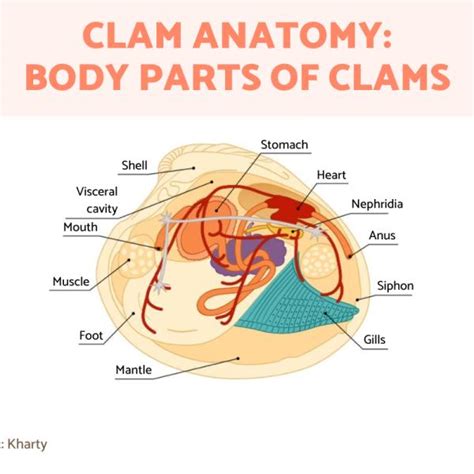 Internal Anatomy Of A Clam Clam Diagram