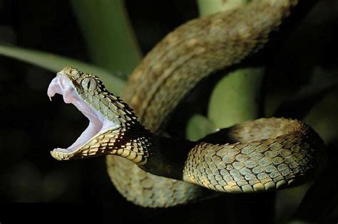 Green Pit Viper Fangs Green Insularis Viper With Prey Stock Image