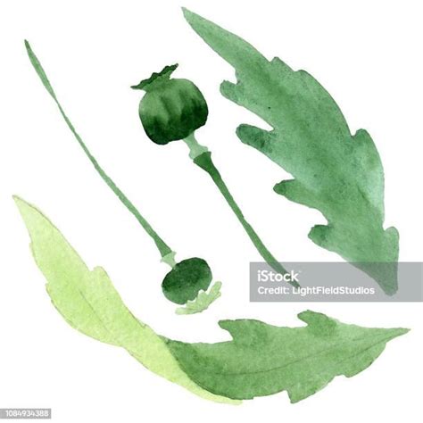 부르고뉴 양 귀 비입니다 꽃 식물 꽃입니다 고립 된 양 귀 비 그림 요소입니다 그리기에 대한 스톡 벡터 아트 및 기타 이미지 그리기 꽃 식물 꽃봉오리 Istock