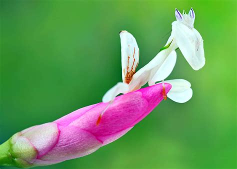 Orchid Mantis Orchid Mantis Facts Onyed