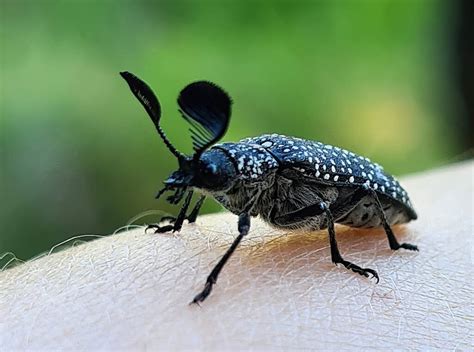 Rhipiceridae Ausemade