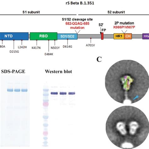 Characterization Of Sars Cov 2 Recombinant Spike Protein Construct