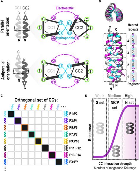 The Art Of Designed Coiled Coils For The Regulation Of Mammalian Cells Cell Chemical Biology