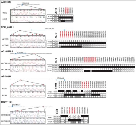 Bisulfite Sequencing Validation Of The Differentially Methylated