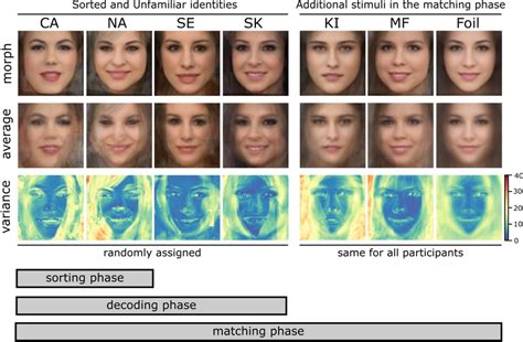 Stimuli In The Perceptual Familiarization Experiment Top Panel Morphs Download Scientific