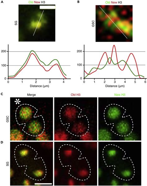 Tracking Old And New Histone Dynamics And Their Inheritance In Live