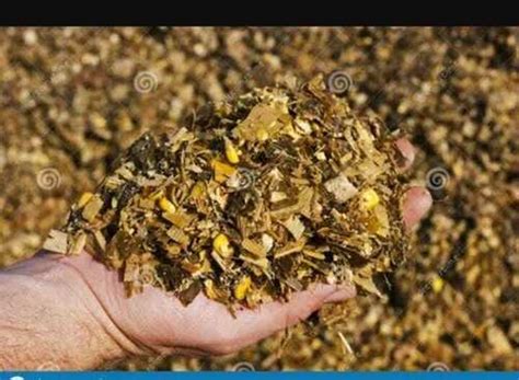 A Grade 99 9 Percent Purity Nutrient Enriched Healthy Corn Maize Silage At Best Price In Mau