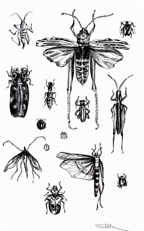 Bug Sketch At Explore Collection Of Bug Sketch