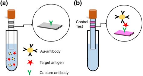 Scheme Of A Dipstick Ia A A Solution Containing The Target Antigens Download Scientific