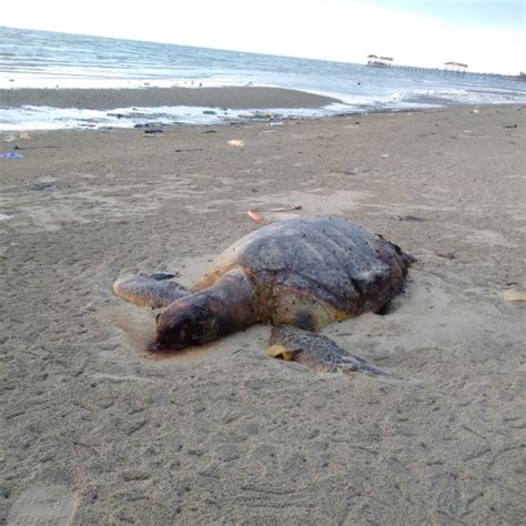 Dead Turtle Might Have Been Victim Of Floating Syndrome Couldnt Dive