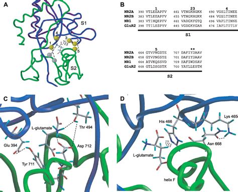 Disruption Of Interdomain Interactions In The Glutamate Binding Pocket Affects Differentially