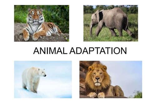 Animal Adaptations Introduction Pptx Reptiles Pets