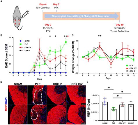 Carbenoxolone Mitigates Extensive Fibrosis Formation In Plp Induced Eae Model And Multiple